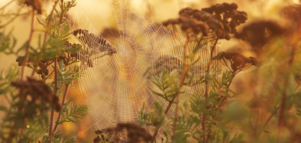 Nach Dauerregen: Altweibersommer bringt bis zu 28 Grad! - Unwetter24.net